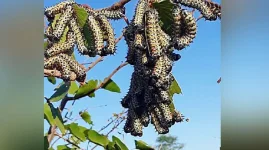 Mopane worm crisis - snack staple at risk | The Goldmidi